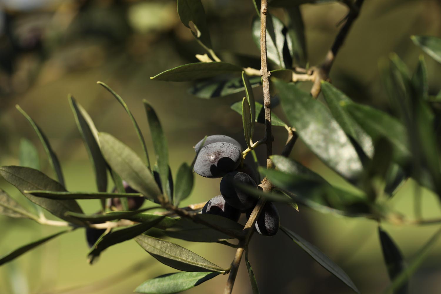 Who we are - Moschos Olives